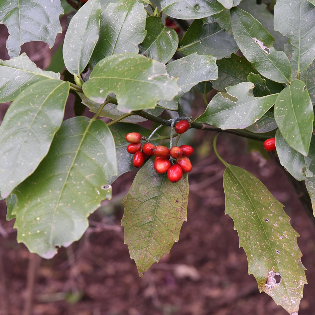 Aucuba Flower, Leaf, Care, Uses - PictureThis