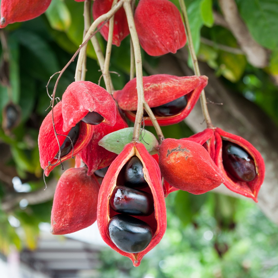 Tropical chestnuts Care (Watering, Fertilize, Pruning, Propagation ...