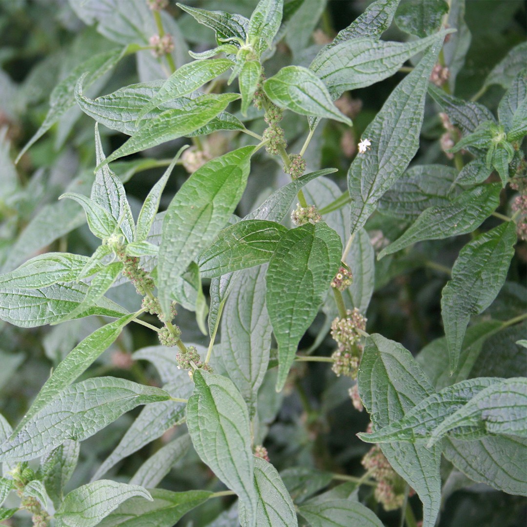 Parietaria Flower, Leaf, Care, Uses - PictureThis