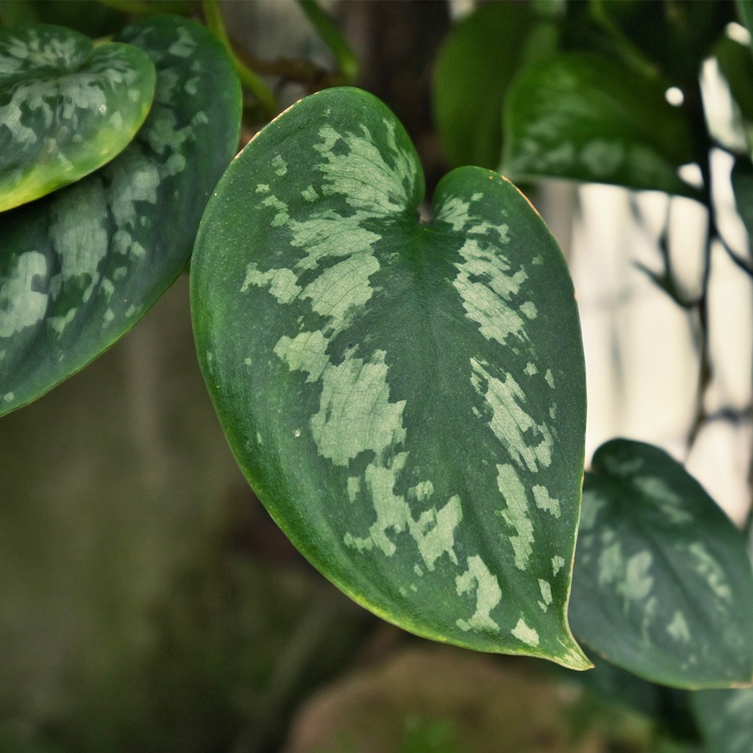 Epipremnum - PictureThis