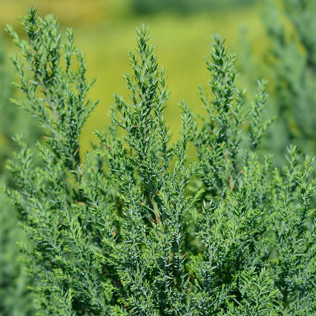 'Ellwoodii' Ciprés de Lawson (Chamaecyparis lawsoniana 'Ellwoodii ...
