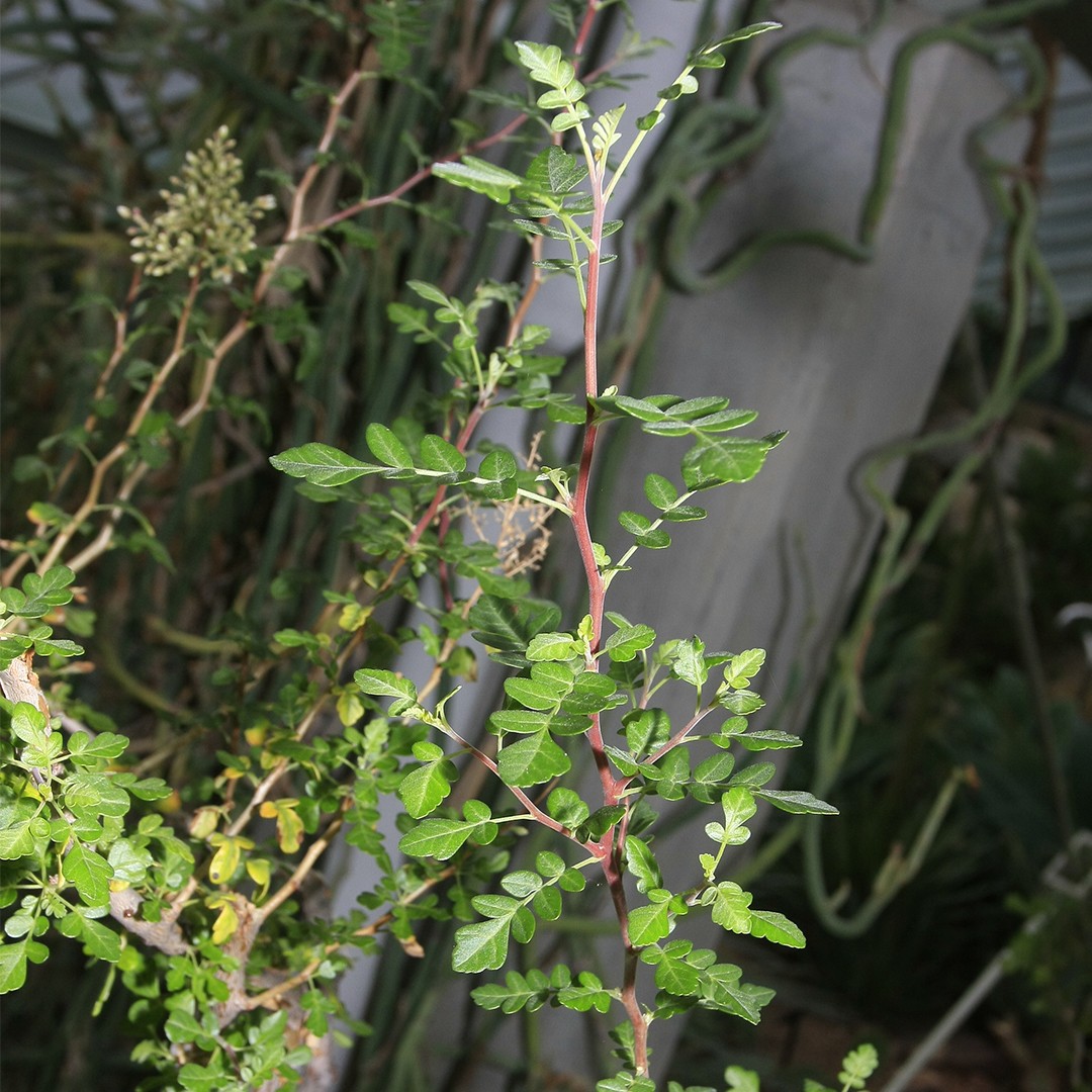 Pachycormus Care (Watering, Fertilize, Pruning, Propagation) - PictureThis