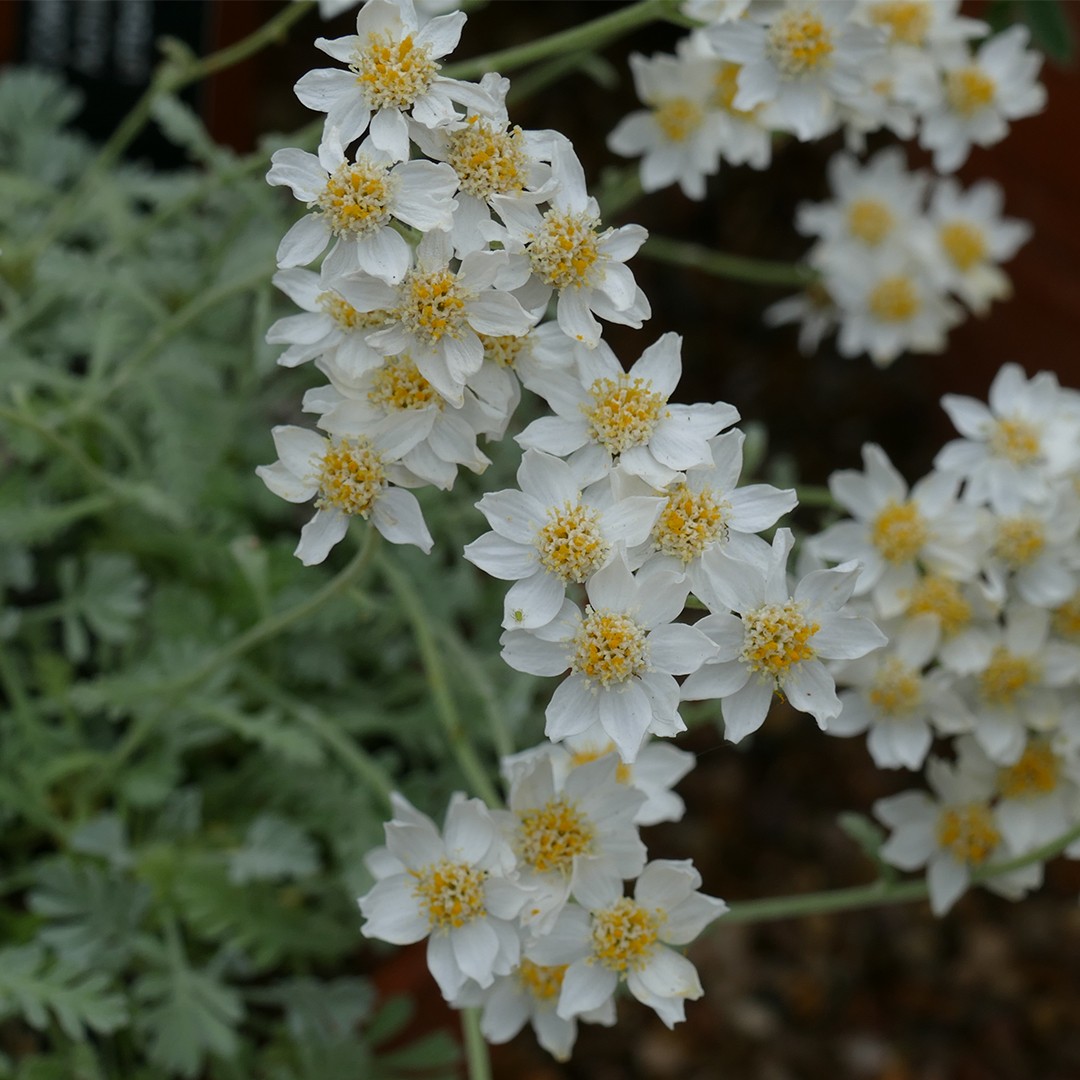 Yarrows Care (Watering, Fertilize, Pruning, Propagation) - PictureThis