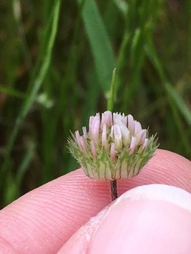 Trifolium microdon - PictureThis