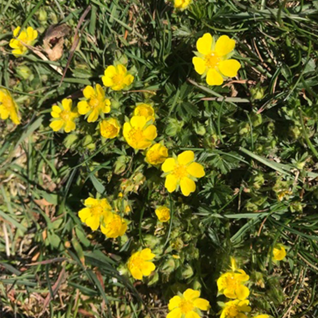Where To Place Spring cinquefoil In Feng Shui? (Characteristics ...