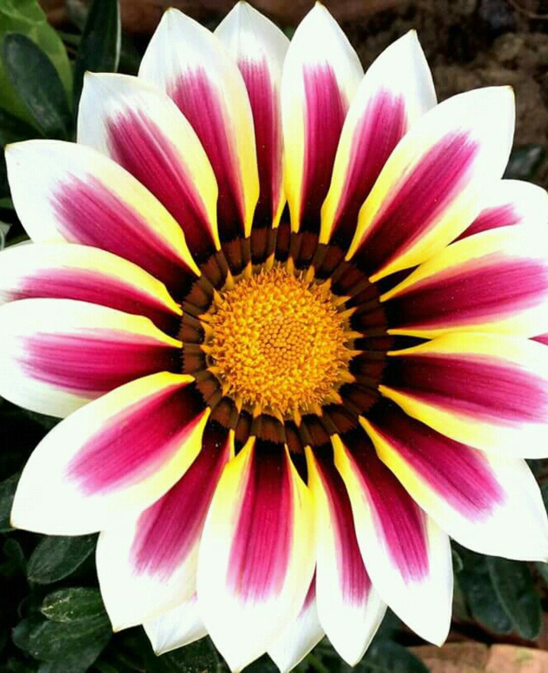 Gazania splendens 'Big Kiss White Flame' (Gazania splendens 'Big Kiss ...