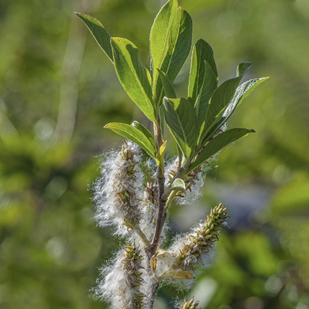 Salix sitchensis - PictureThis