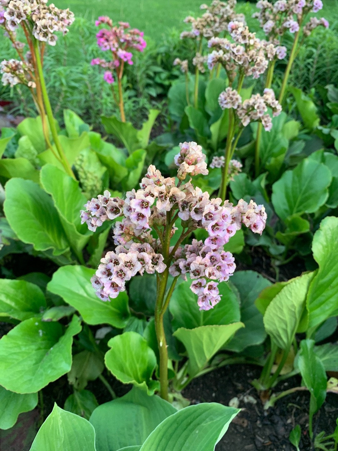 Elephant's ears (Bergenia) - PictureThis