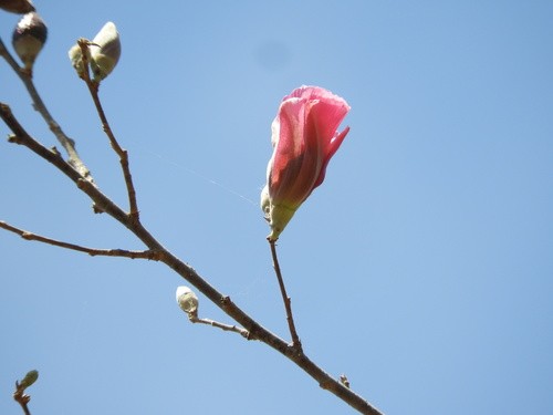 Gossypium aridum Flower, Leaf, Uses - PictureThis