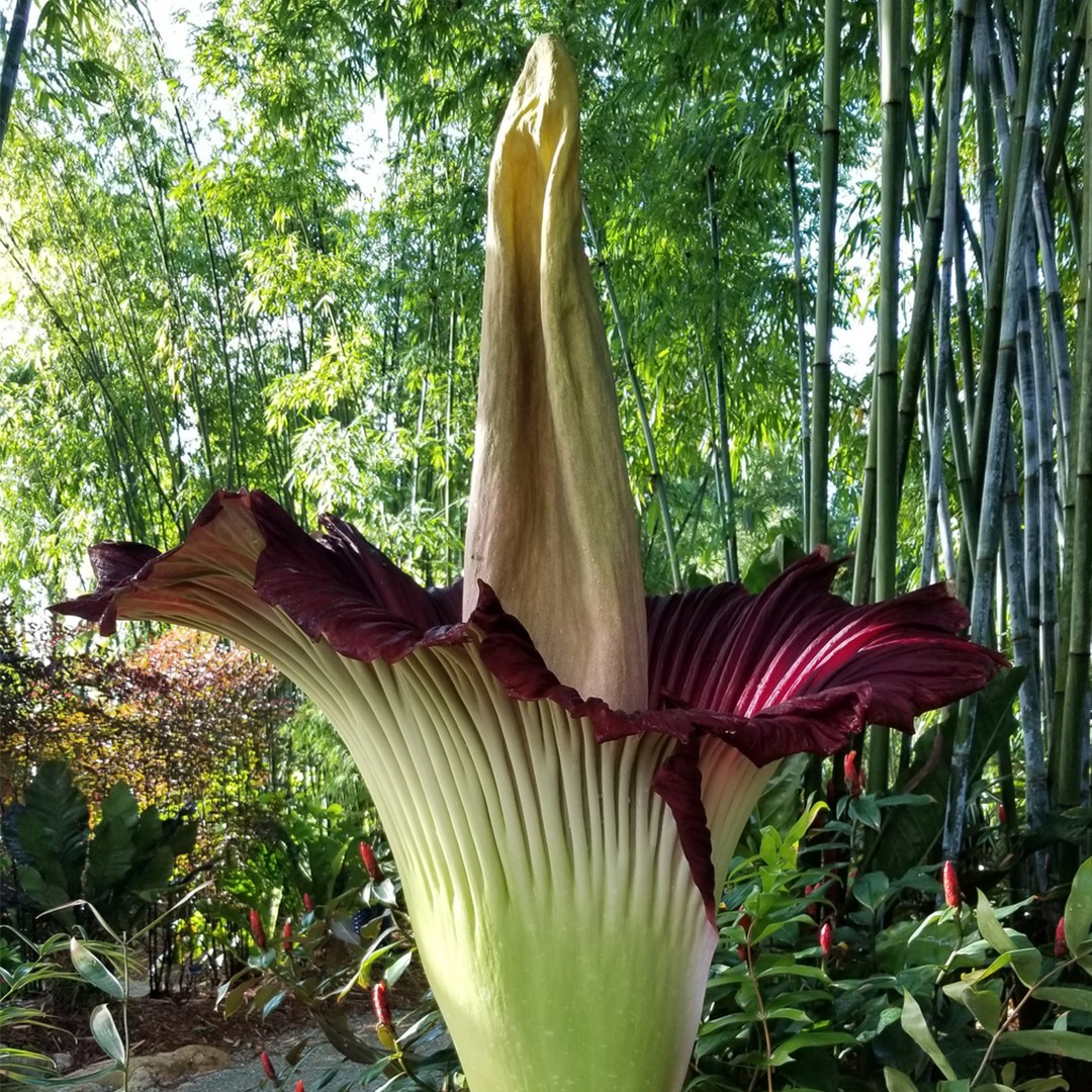 Titan arum (Amorphophallus titanum) Flower, Leaf, Care, Uses - PictureThis