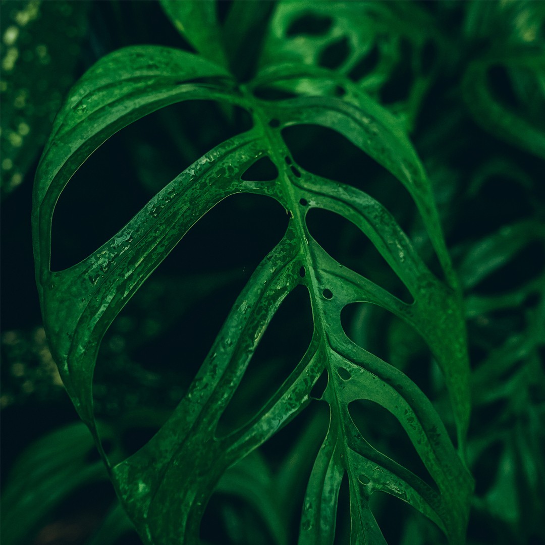 Monsteras Care (Watering, Fertilize, Pruning, Propagation) - PictureThis