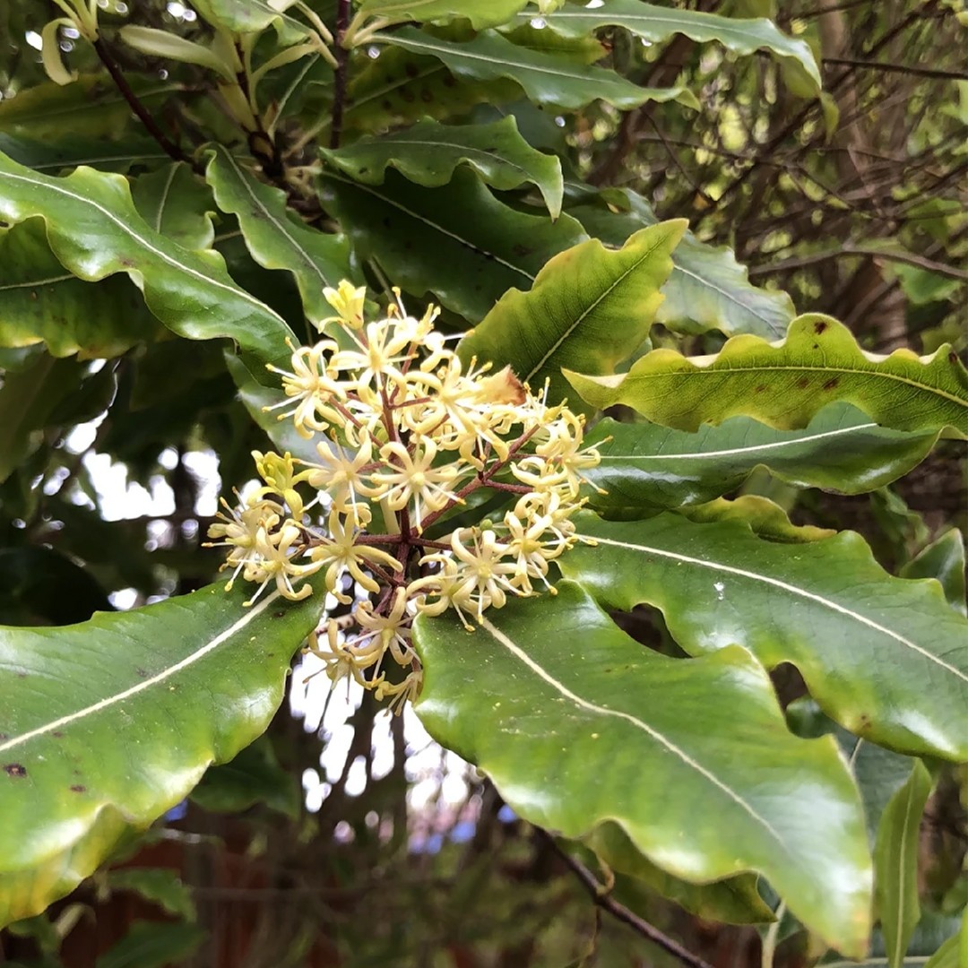 Pittosporum eugenioides - PictureThis