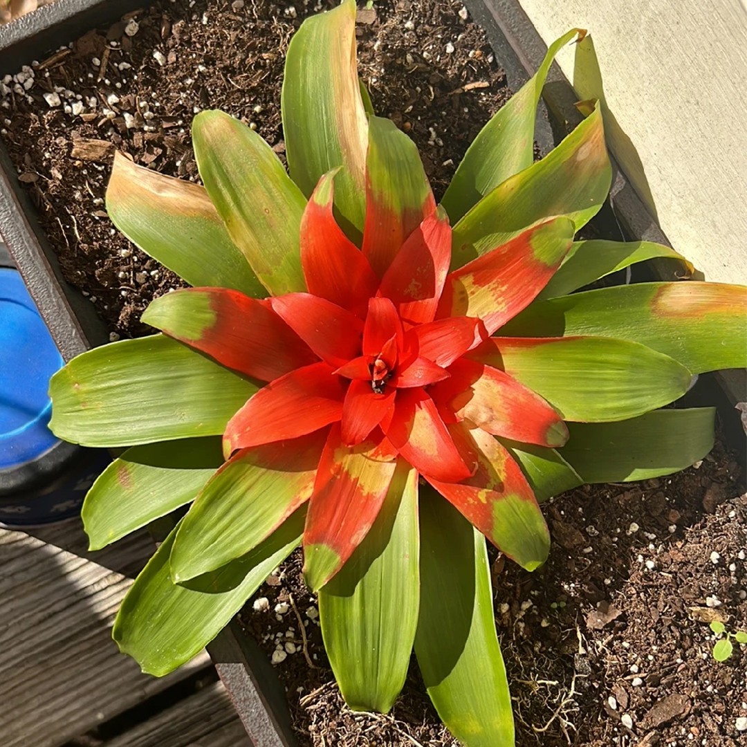 Guzmânia (Guzmania) - PictureThis