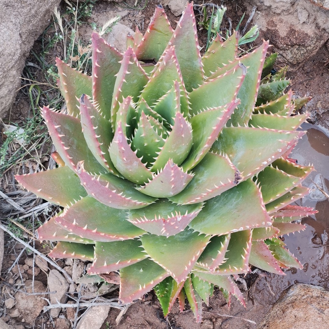 How to identify Aloe (Aloe)