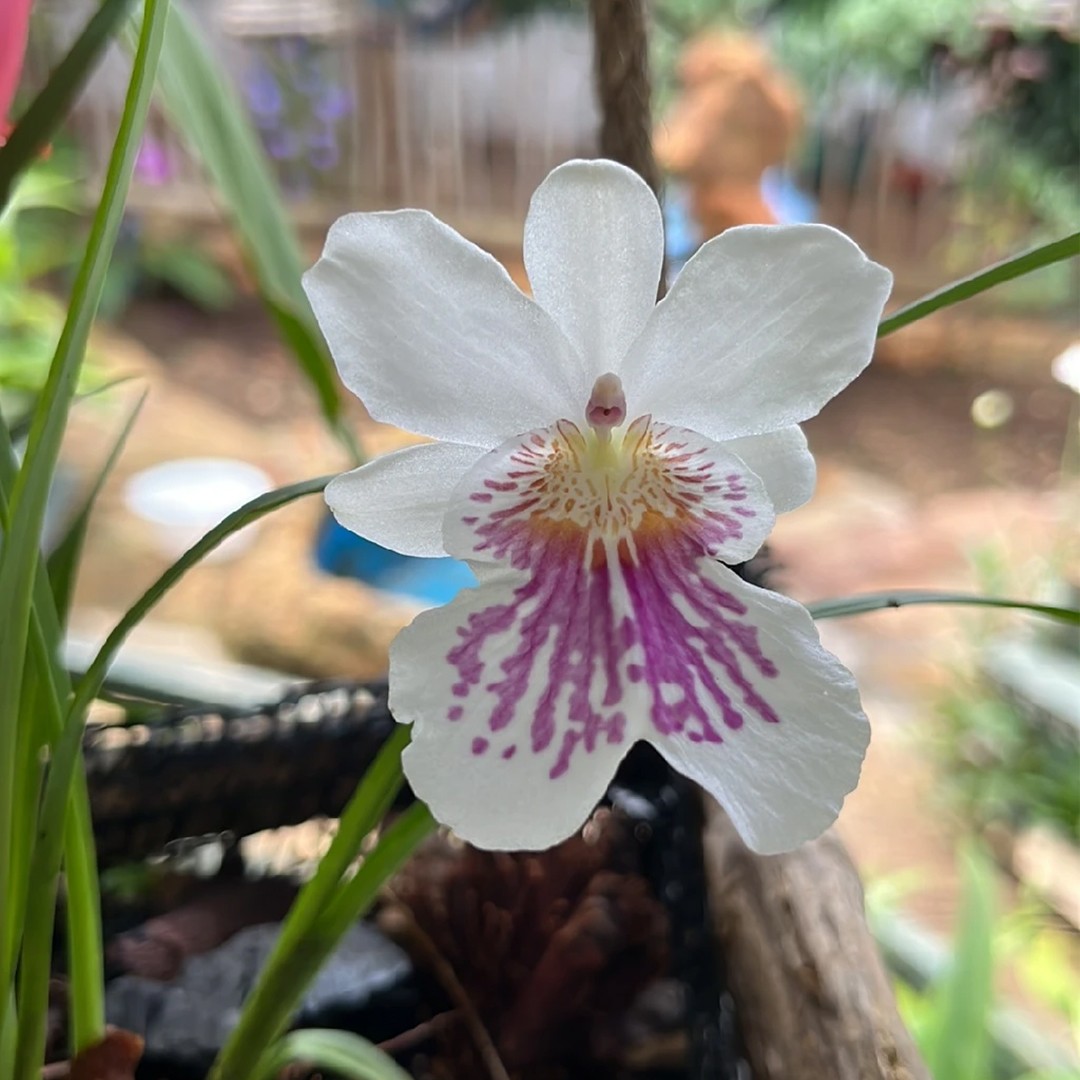 Miltoniopsis - PictureThis