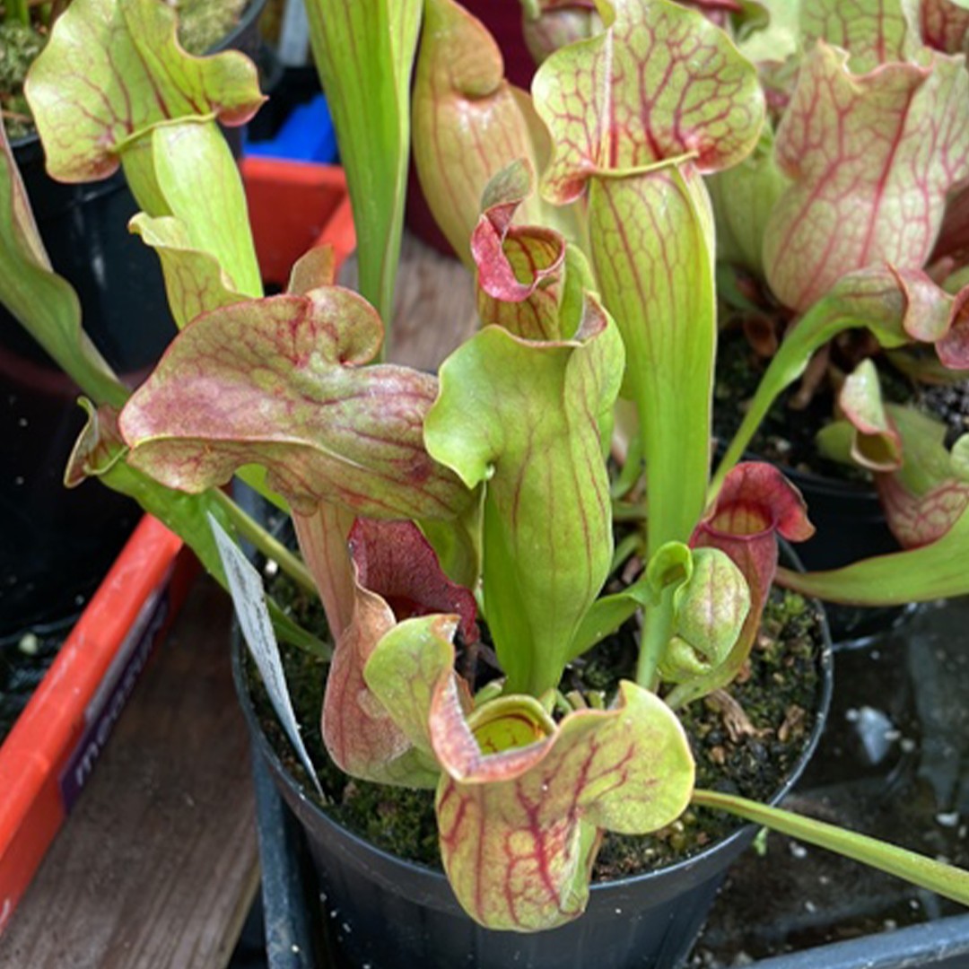 Trumpet pitchers (Sarracenia) Flower, Leaf, Care, Uses - PictureThis