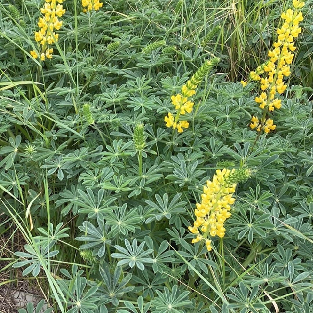 Lupinus densiflorus - PictureThis