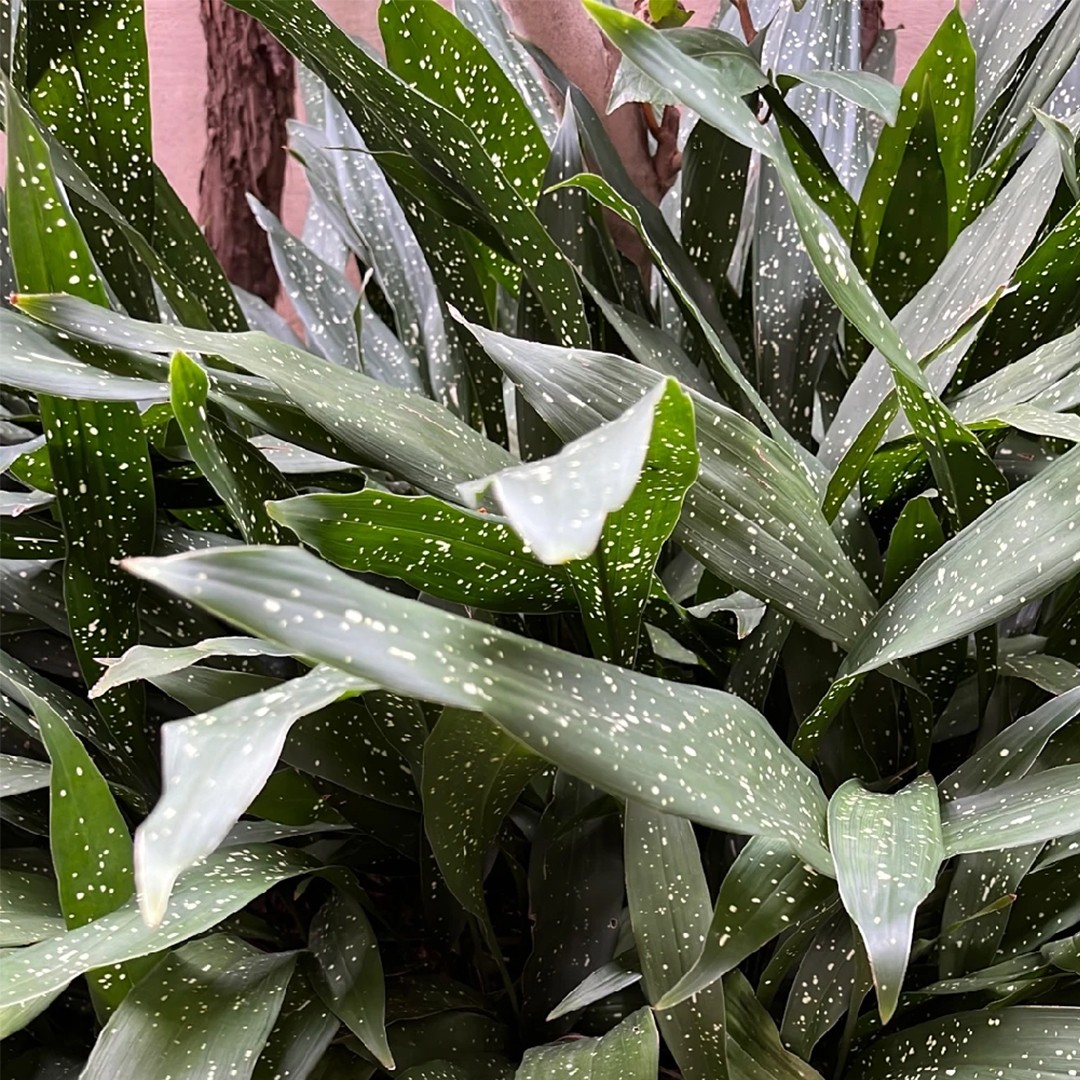Aspidistra Flower, Leaf, Care, Uses - PictureThis