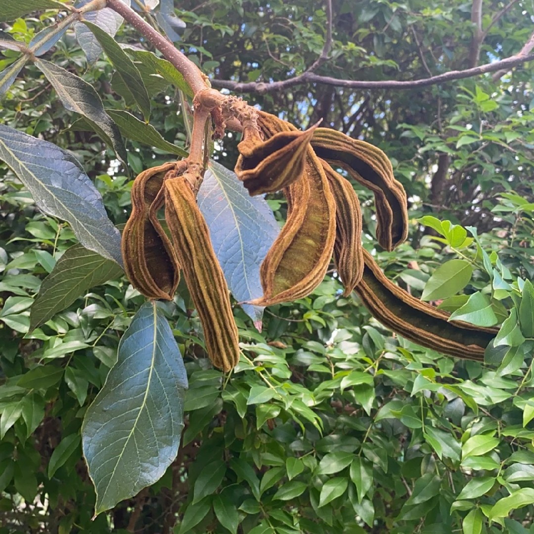 Ingá-cipó (Inga edulis) - PictureThis