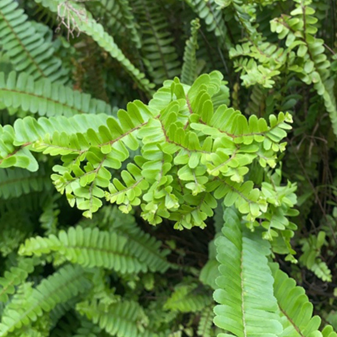 Nephrolepis - PictureThis