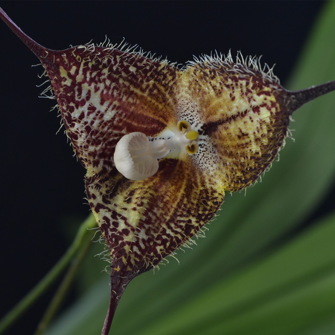 Dracula Flower, Leaf, Care, Uses - PictureThis