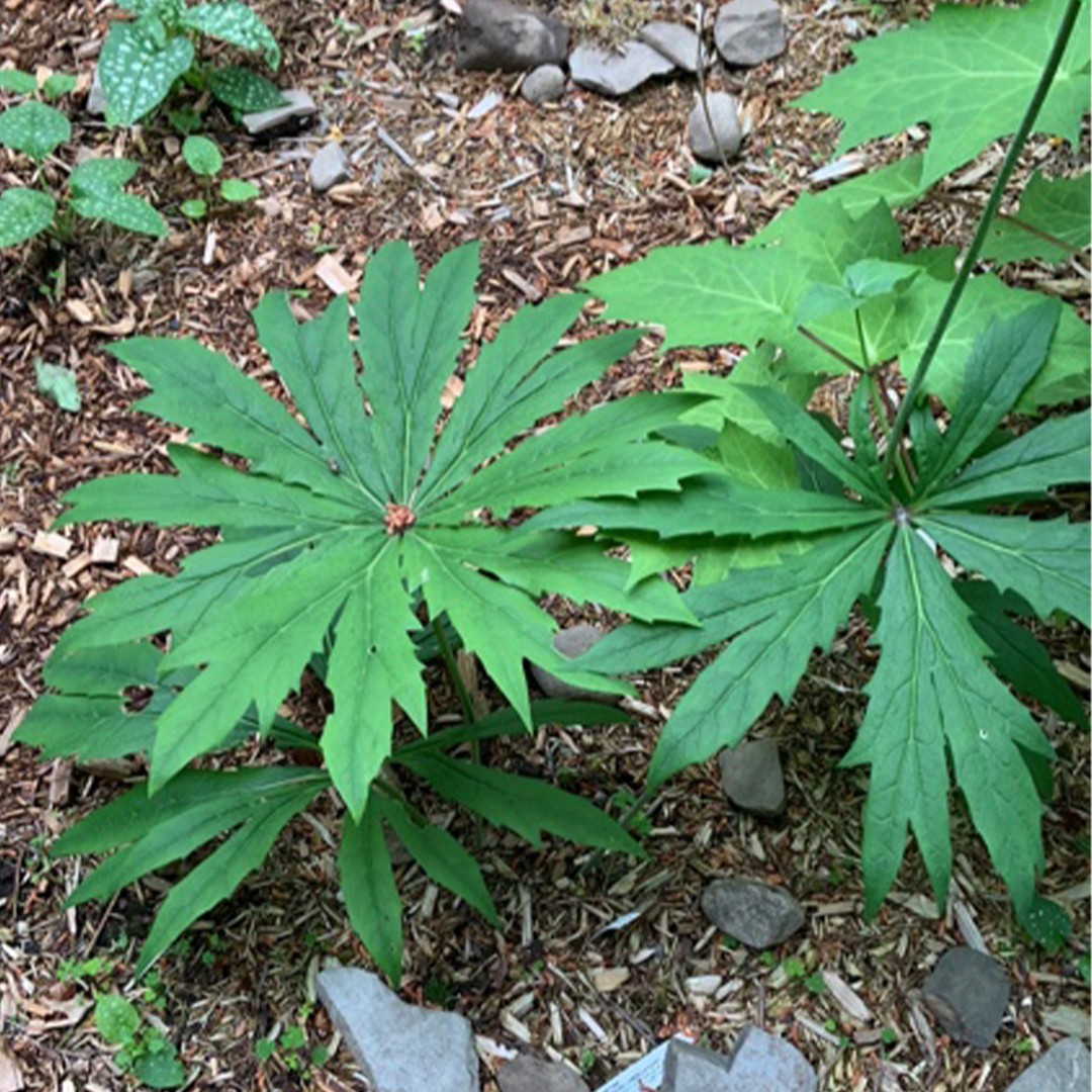 Syneilesis Care (Watering, Fertilize, Pruning, Propagation) - PictureThis