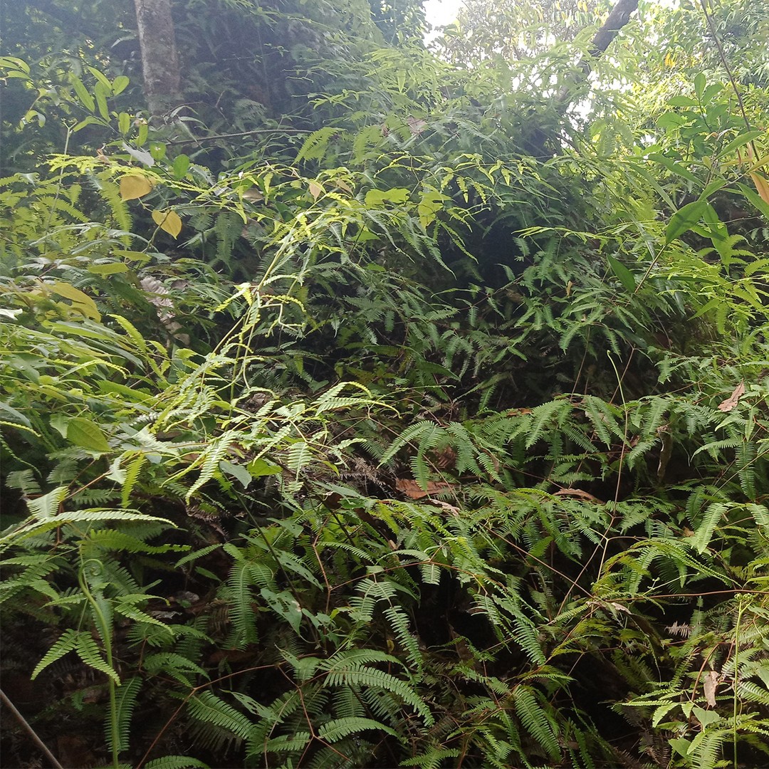 Where To Place Old world forked fern In Feng Shui? (Characteristics ...