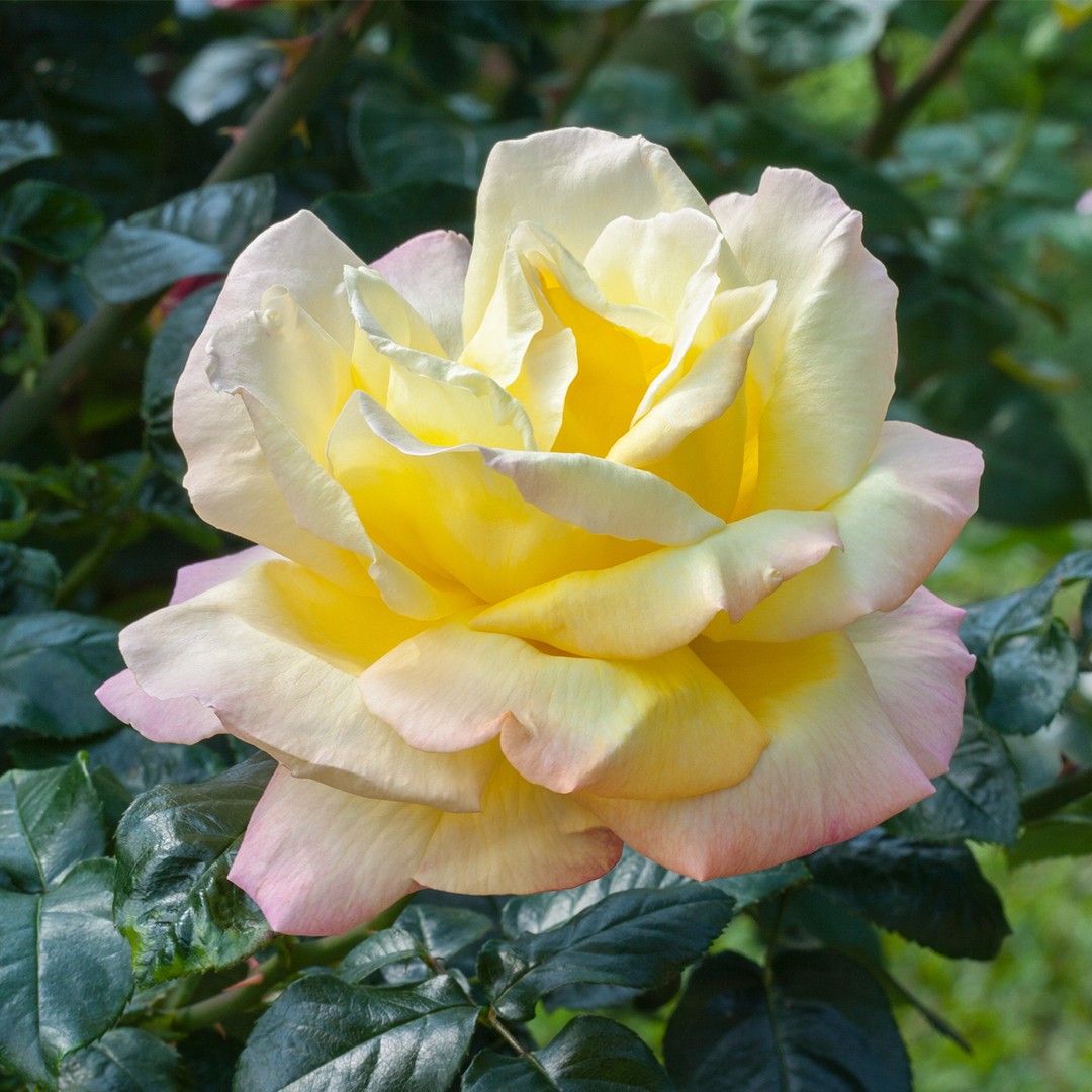Rosa 'Chinatown' - PictureThis