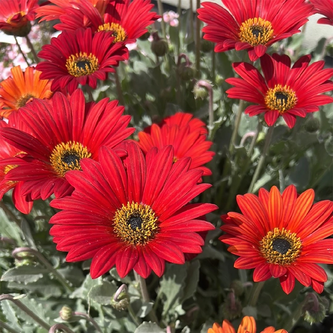 Arctotis - PictureThis