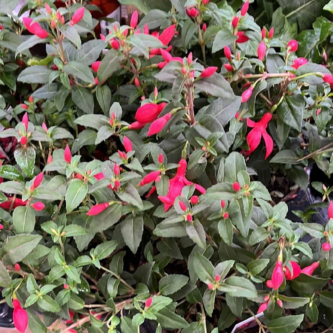 Fuchsia 'Chilli Red' - PictureThis