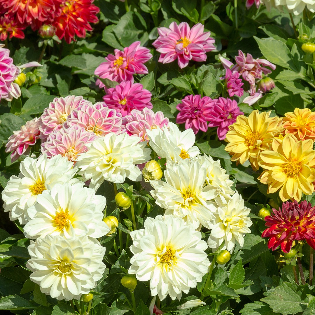 Dahlia hybrida - PictureThis