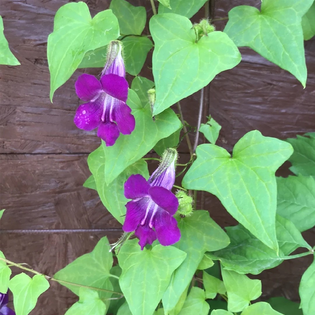 Maurandya Care (Watering, Fertilize, Pruning, Propagation) - PictureThis