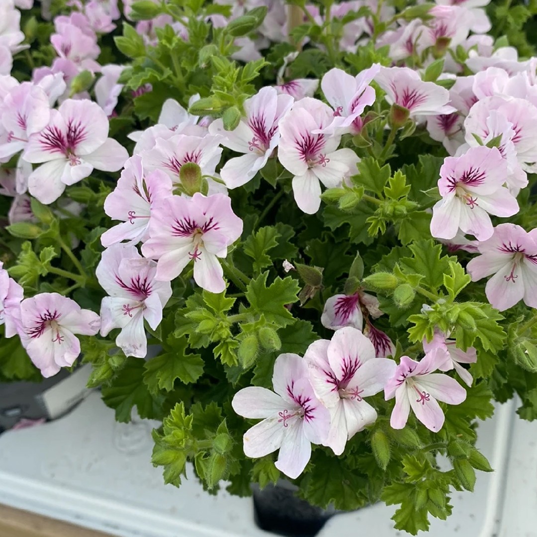 Pelargonium - PictureThis
