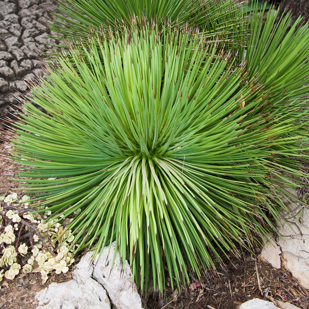 Agave striata - PictureThis
