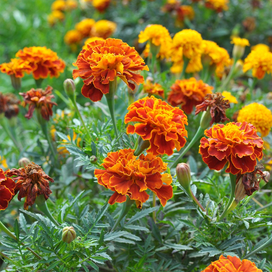 タゲテス属 (Tagetes) 花言葉，毒性，よくある質問 - PictureThis