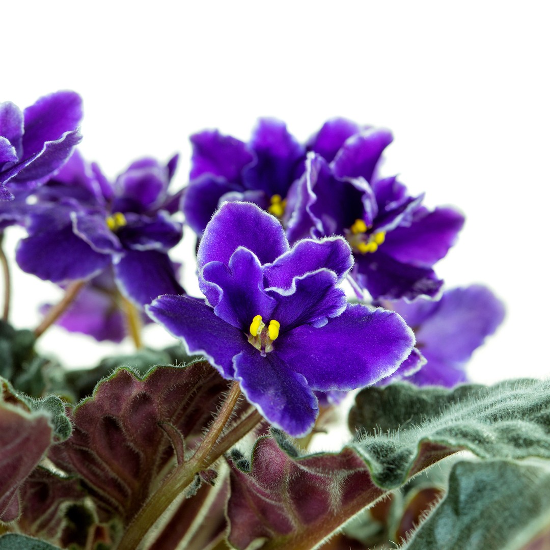 African violets Care (Watering, Fertilize, Pruning, Propagation ...