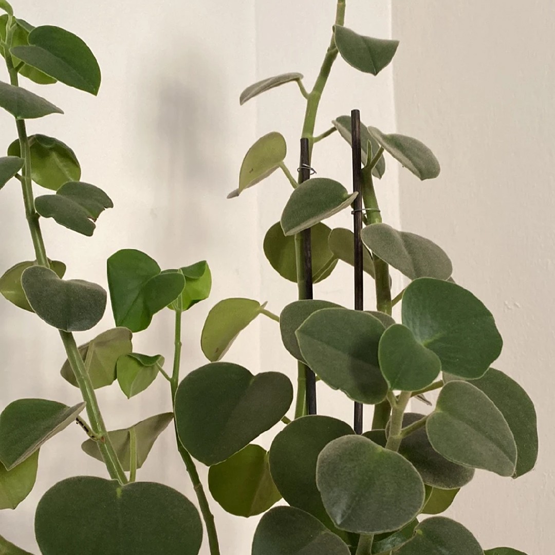 Peperomia incana - PictureThis