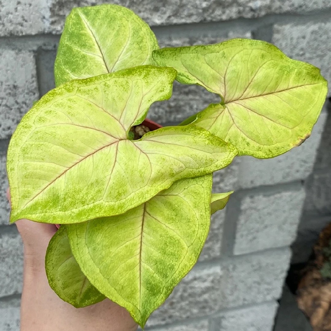 Syngonium Care (Watering, Fertilize, Pruning, Propagation) - PictureThis