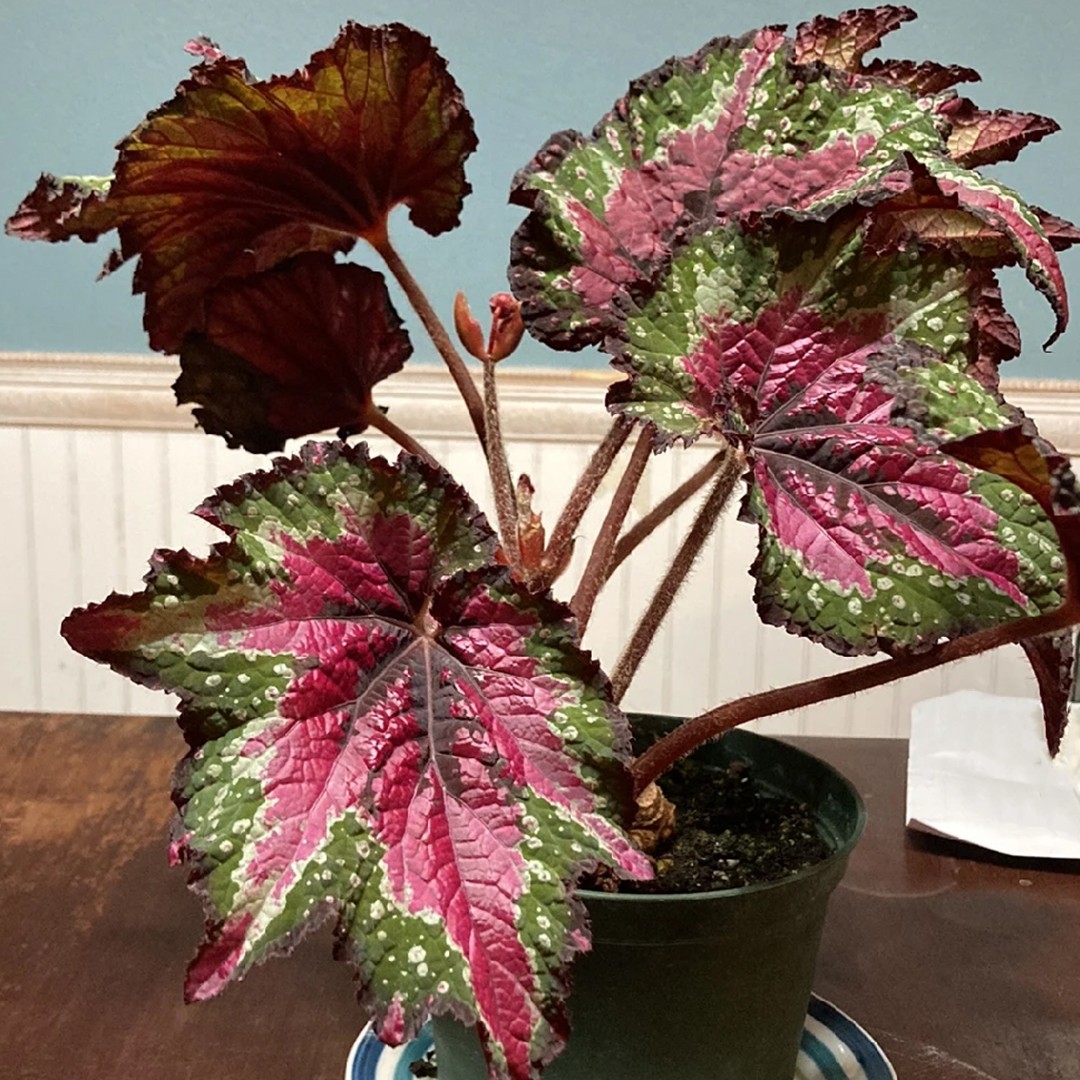 Begonien (Begonia) - PictureThis
