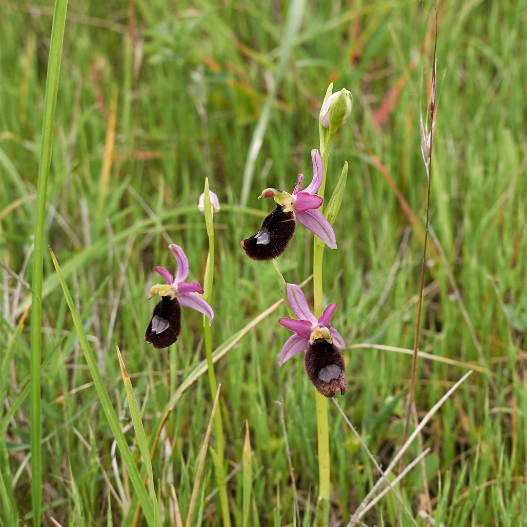 Bee orchid (Ophrys) Flower, Leaf, Care, Uses - PictureThis