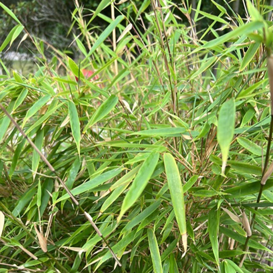 Wind break bamboo (Bashania fargesii) Flower, Leaf, Care, Uses ...