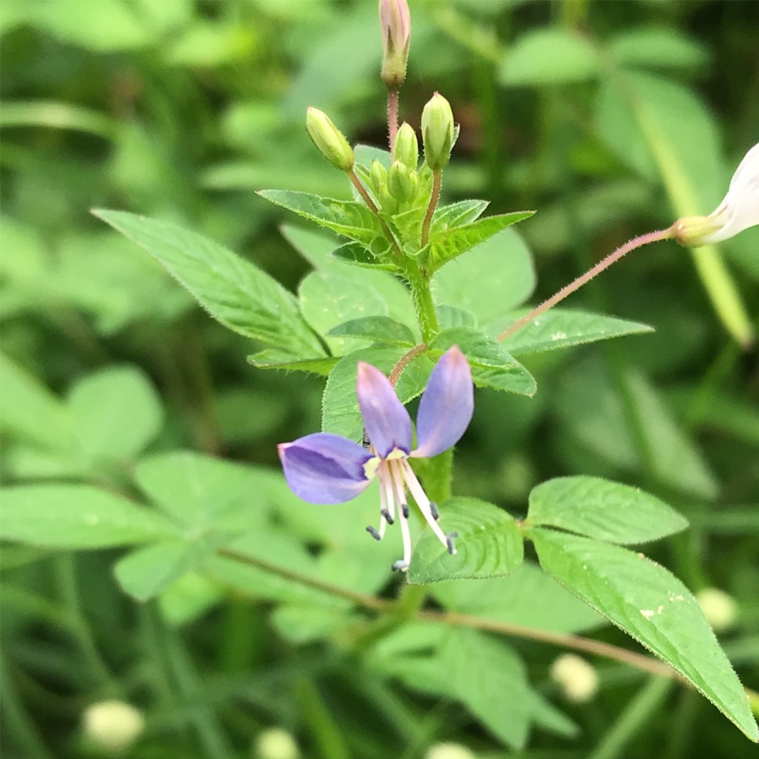 Spider flowers (Sieruela) Flower, Leaf, Care, Uses - PictureThis