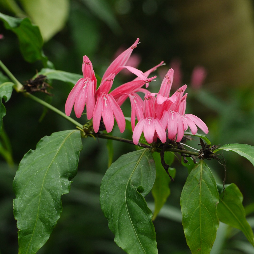 Justicia brasiliana - PictureThis