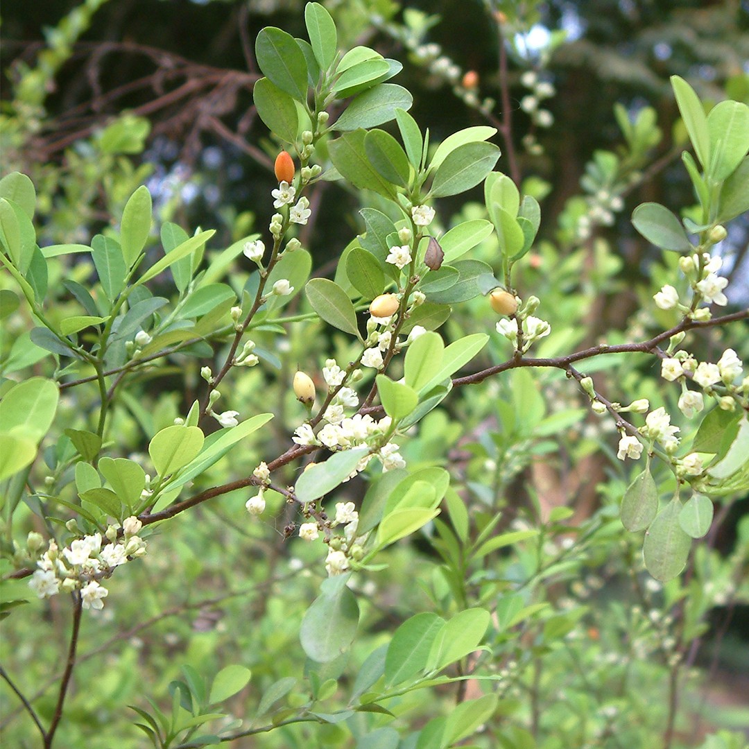 Coca (Erythroxylum) Flower, Leaf, Care, Uses - PictureThis