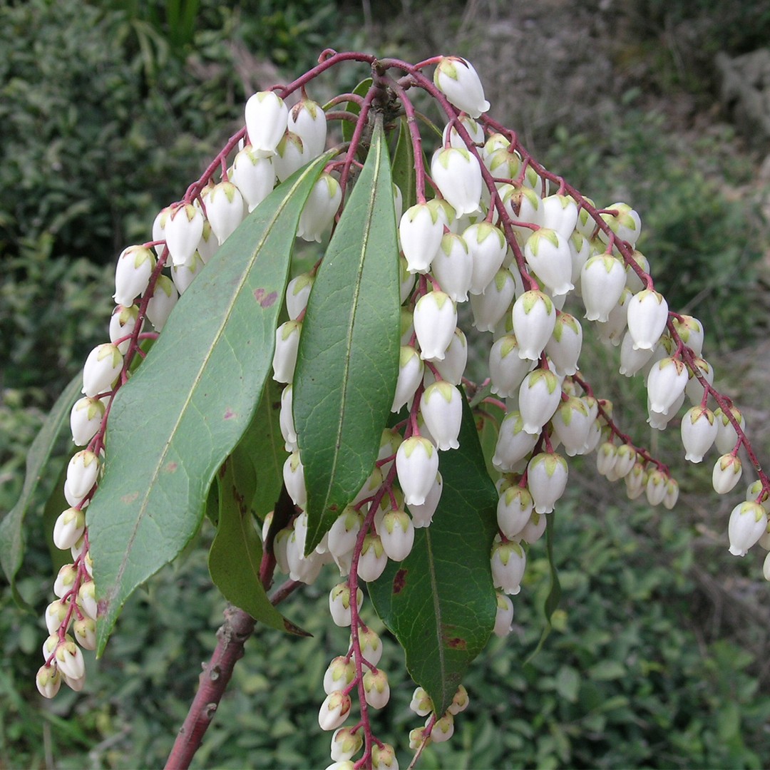 Пиерис (Pieris) - PictureThis