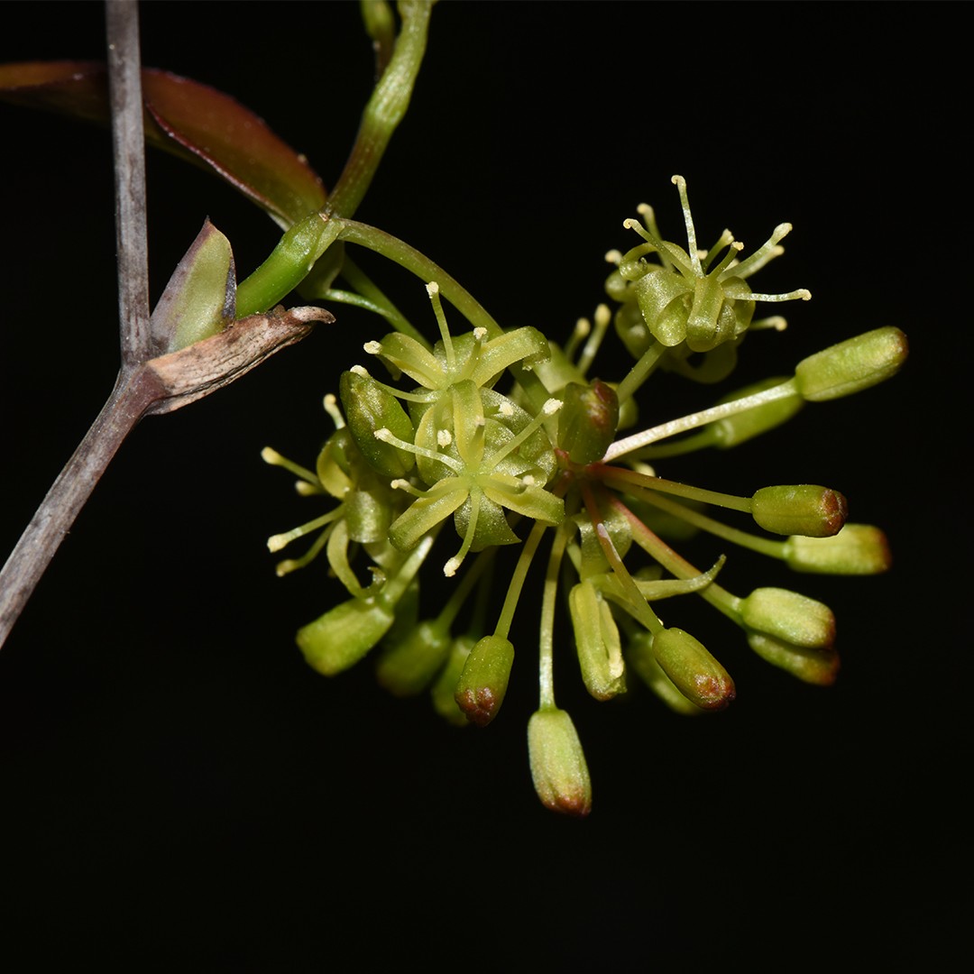 China root (Smilax china) Flower, Leaf, Care, Uses - PictureThis