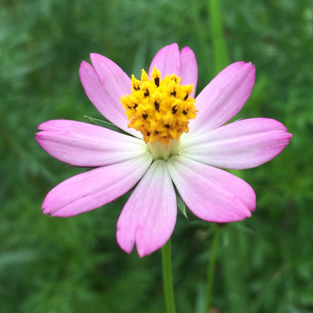 Cosmos (Cosmos) Flower, Leaf, Care, Uses - PictureThis