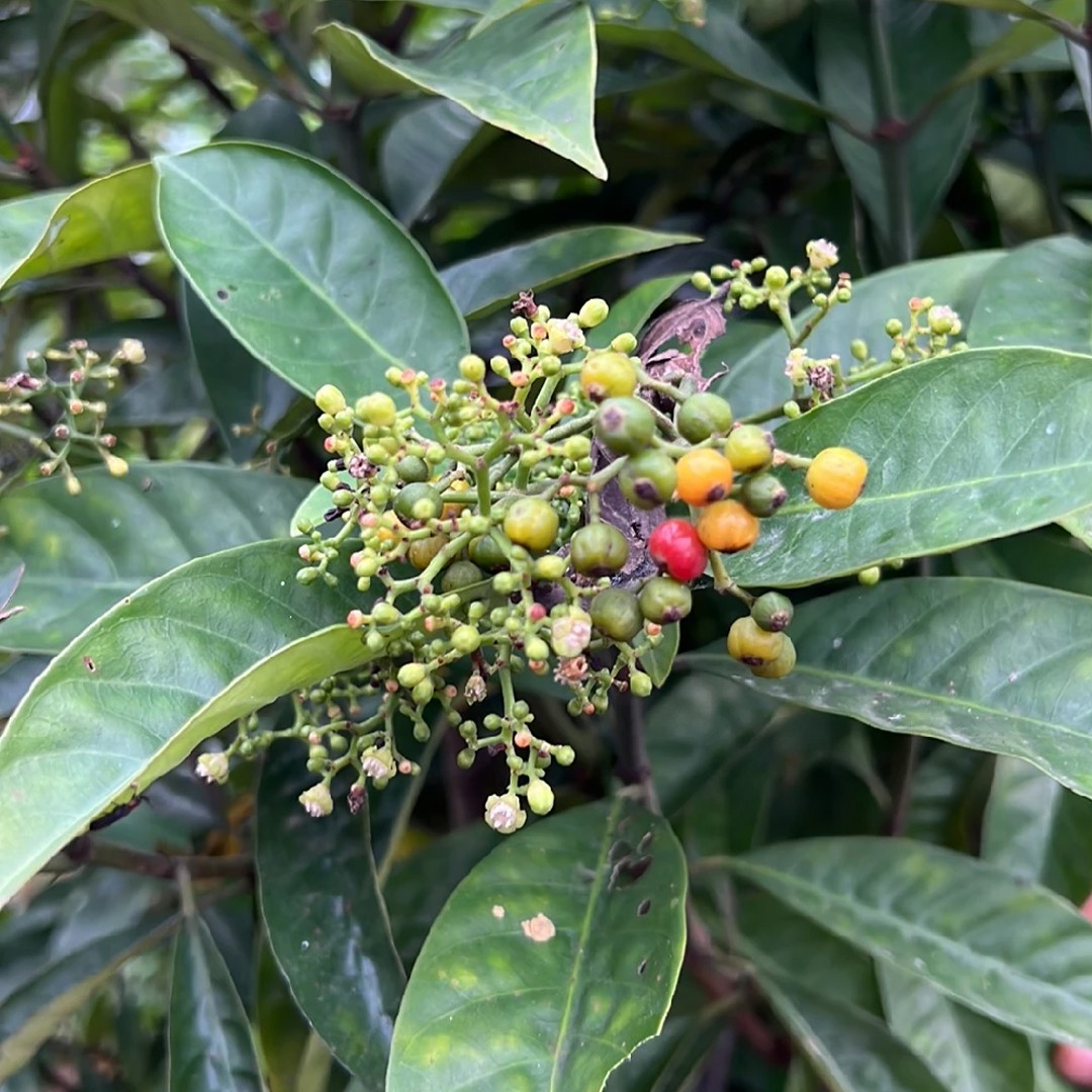 Psychotria asiatica - PictureThis