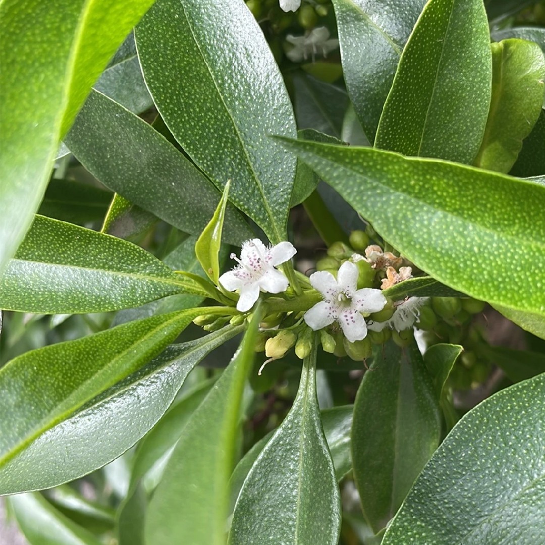 Myoporum tenuifolium - PictureThis