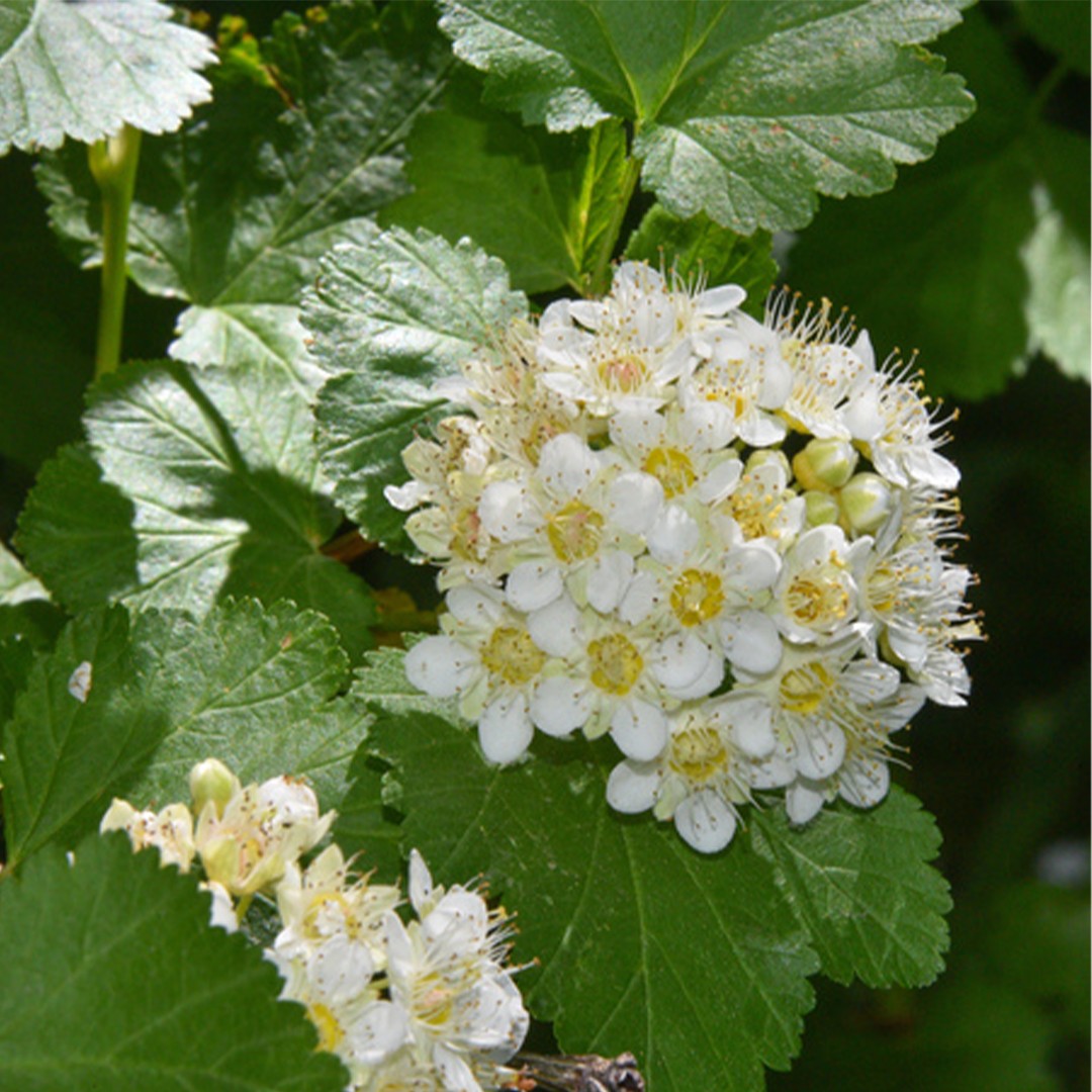 Physocarpus malvaceus - PictureThis